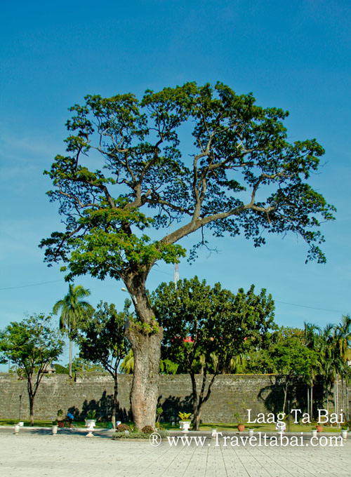 Fort San Pedro Cebu tree | The Family That Travels Together Stays Together